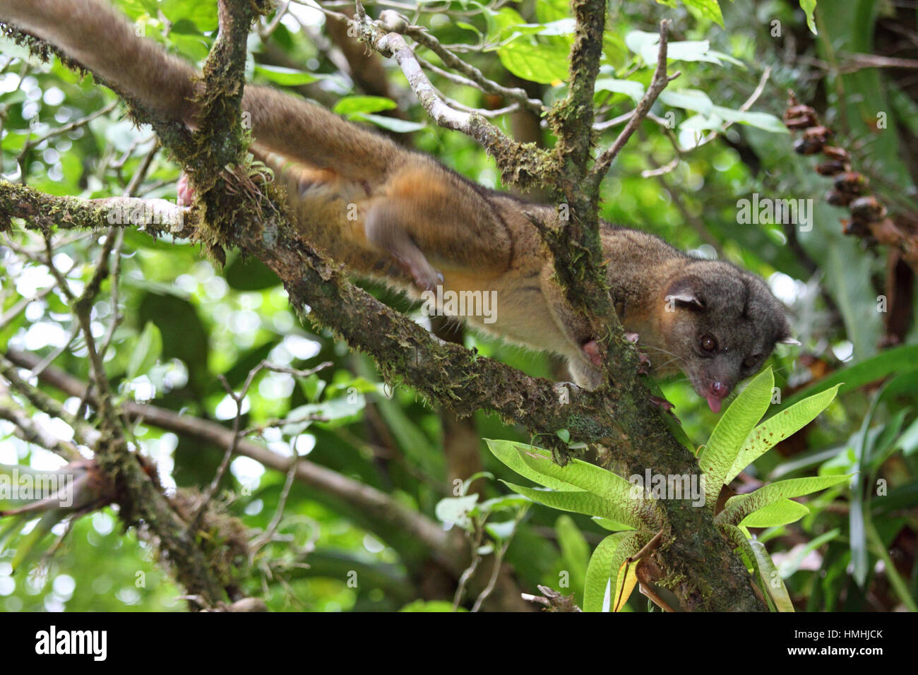 Costa rican forest mammals hi-res stock photography and images - Alamy