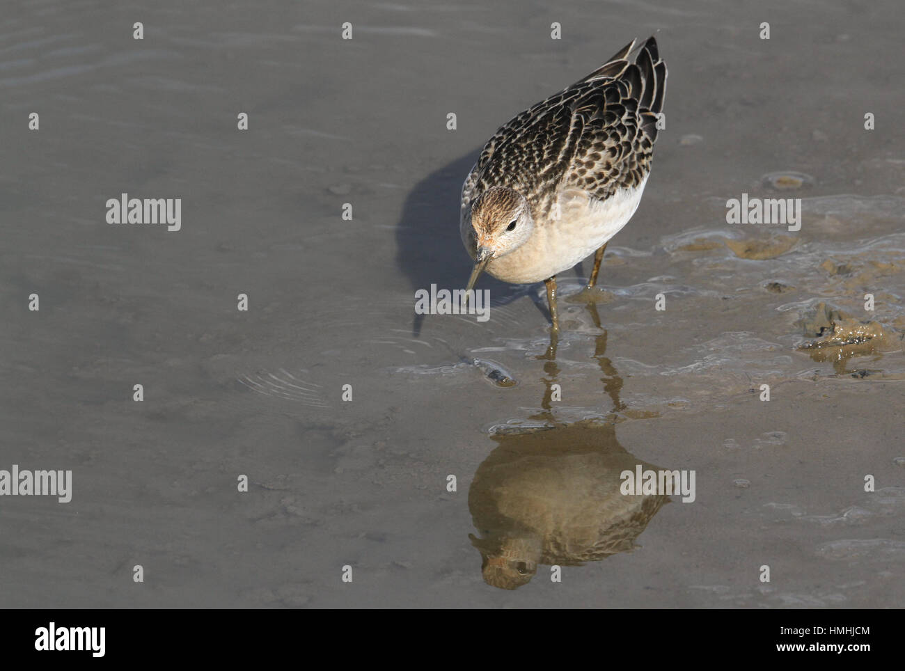 A beautiful Ruff (reeve) (Philomachus pugnax) searching for food along ...
