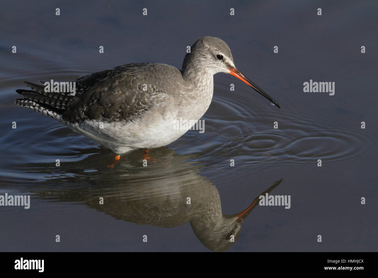 A stunning rare Spotted Redshank (Tringa erythropus) hunting for food ...