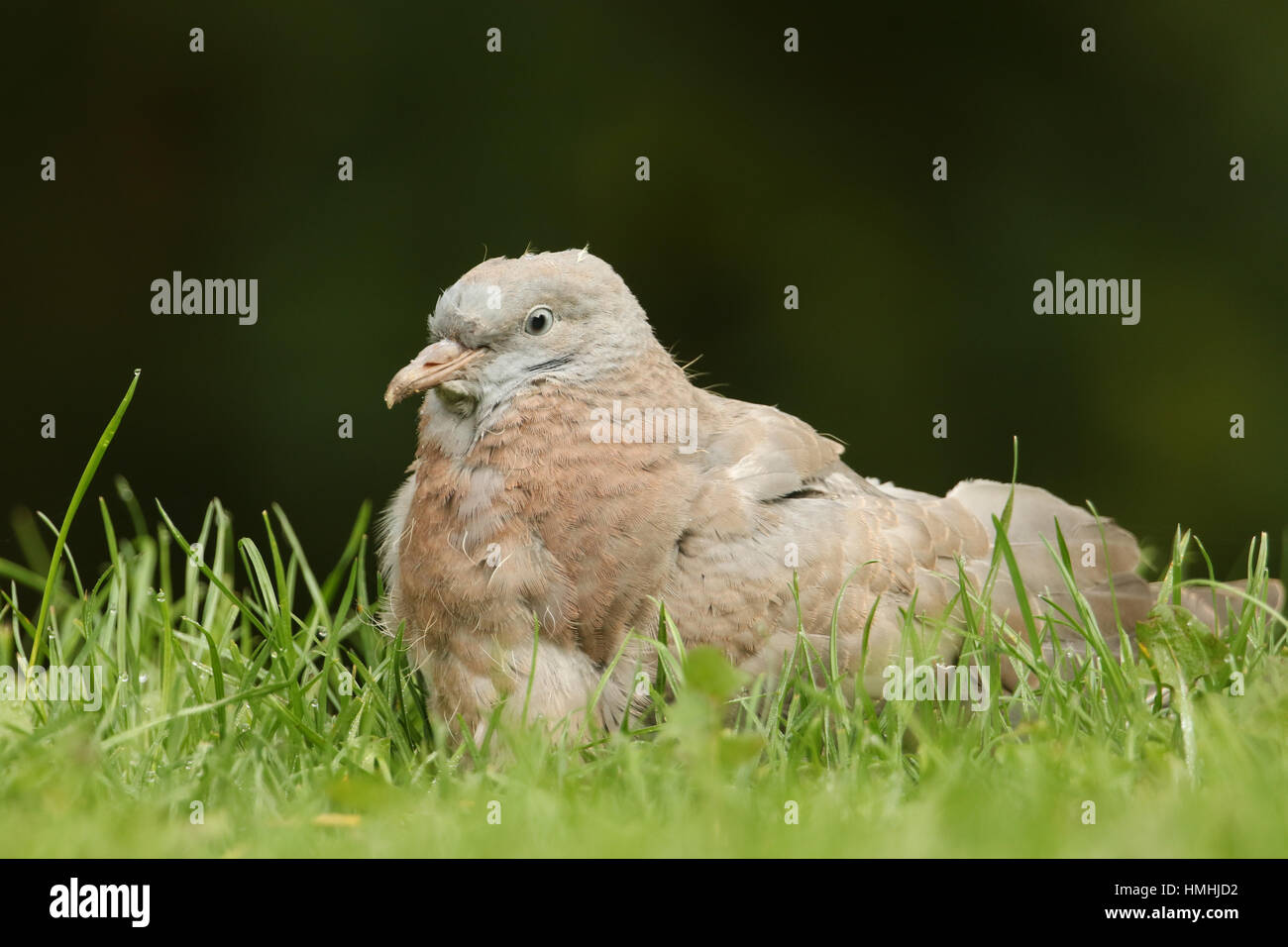 Baby pigeon hi-res stock photography and images - Alamy