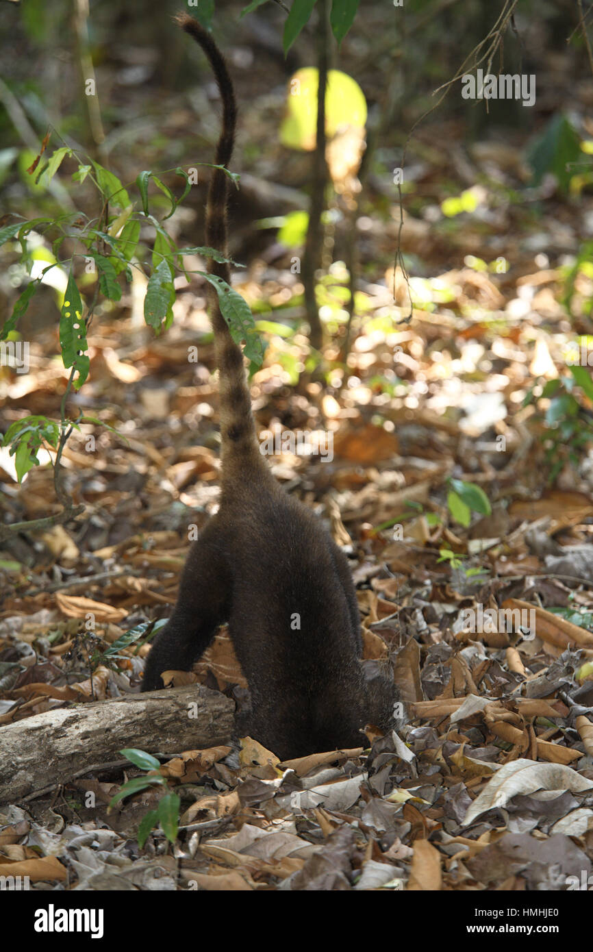 White-nosed Coati (Nasua narica) digging for food in rainforest ...