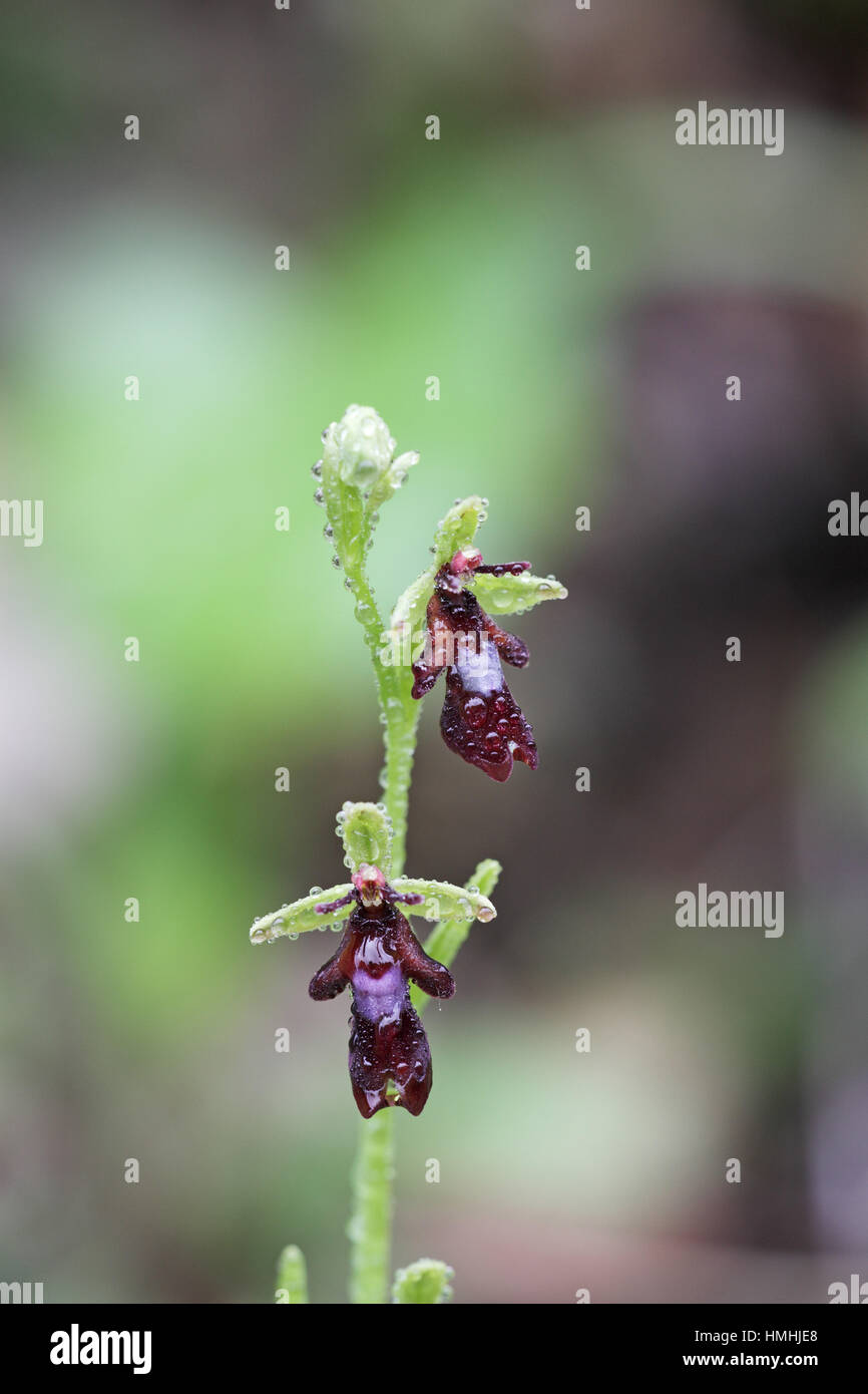 Fly orchid Orchis insectifera Stock Photo - Alamy