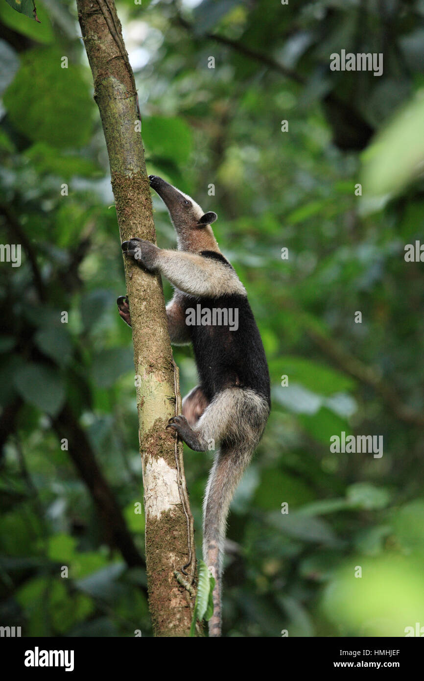 Anteaters of costa rica hi-res stock photography and images - Alamy