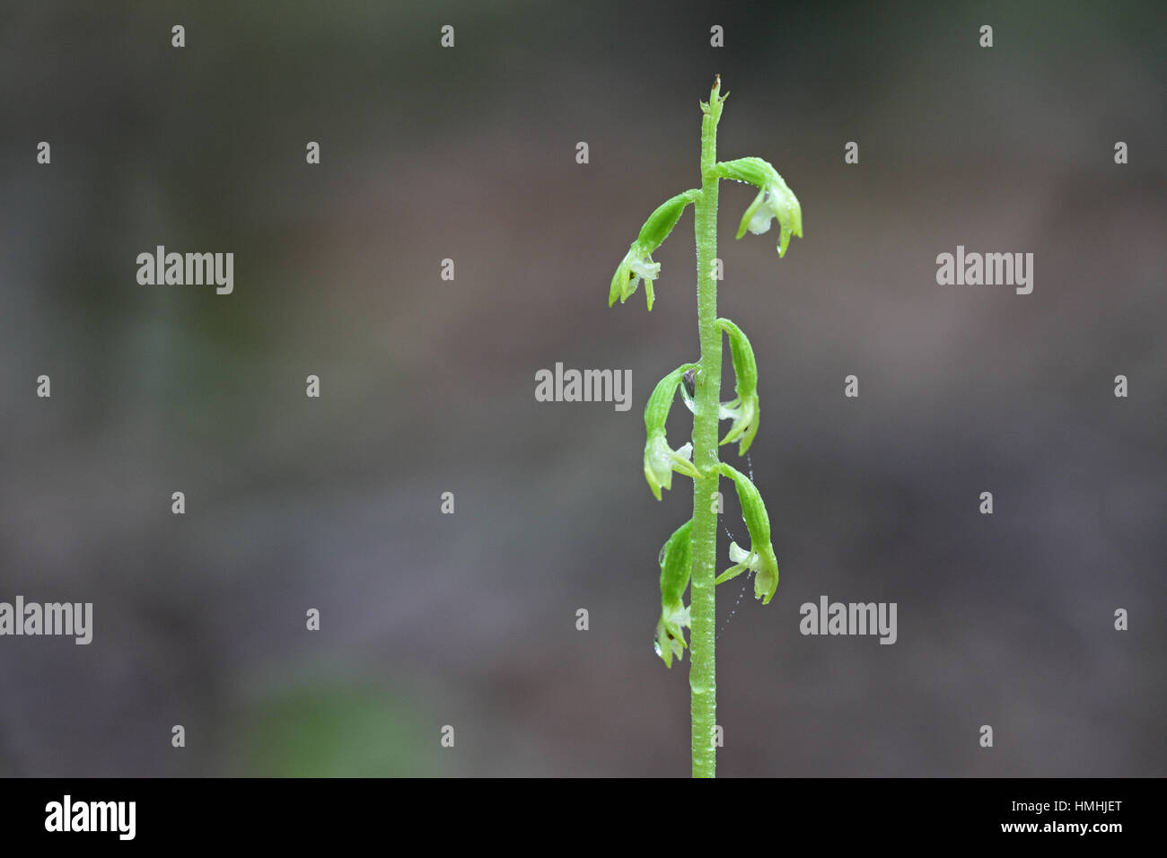 Coral root orchid hi-res stock photography and images - Alamy