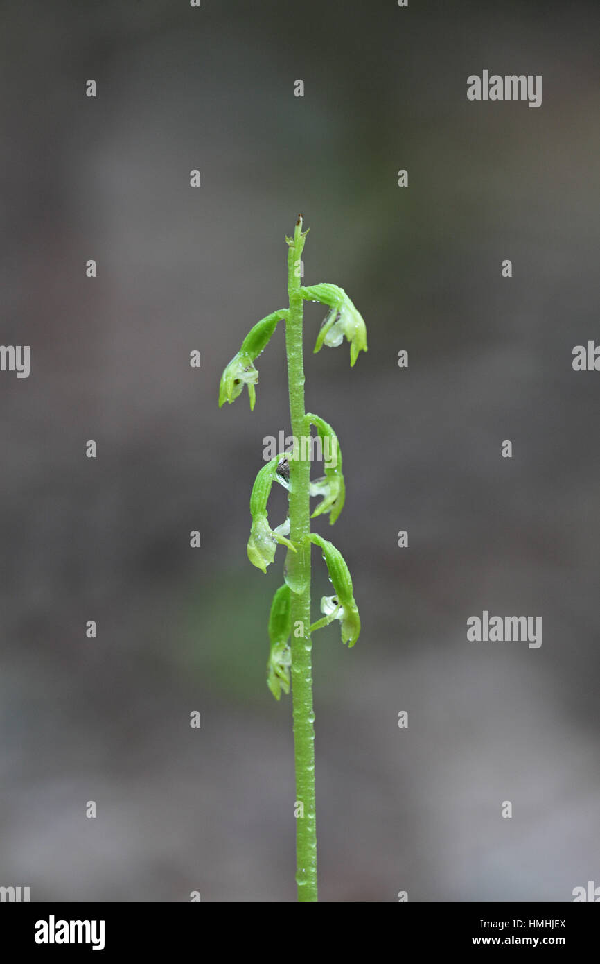 Coral root orchid Corallorhiza trifida Stock Photo - Alamy