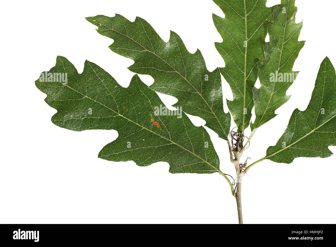 Oak quercus cerris hi-res stock photography and images - Alamy