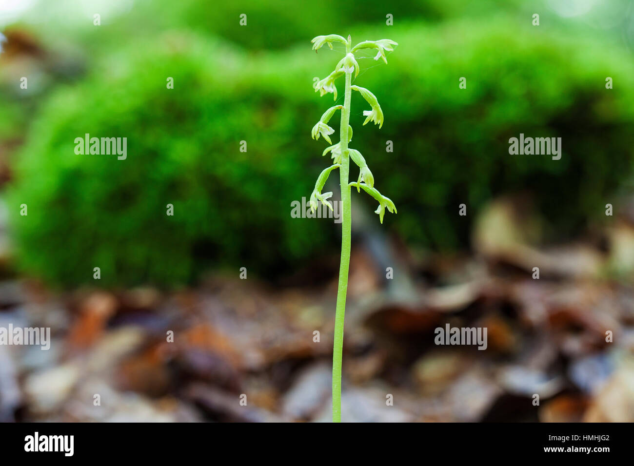 Coral root orchid Corallorhiza trifida Trezanne Vercors Regional Nature ...