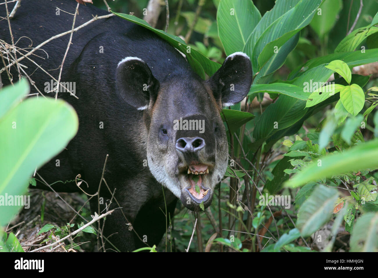 Baird’s Tapir (Tapirus bairdii) feeding in rainforest. Corcovado ...