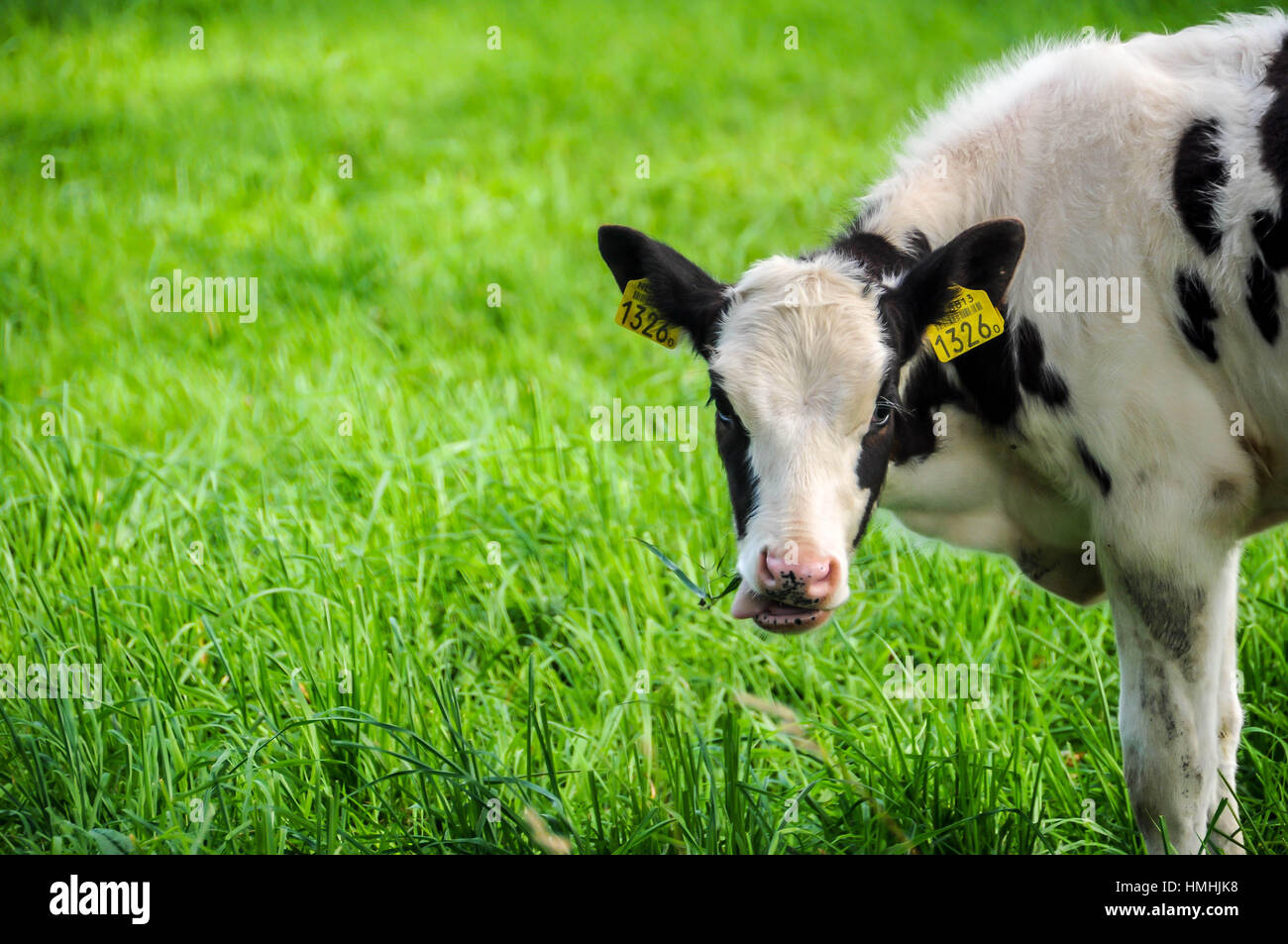 Cow funny grass hi-res stock photography and images - Alamy