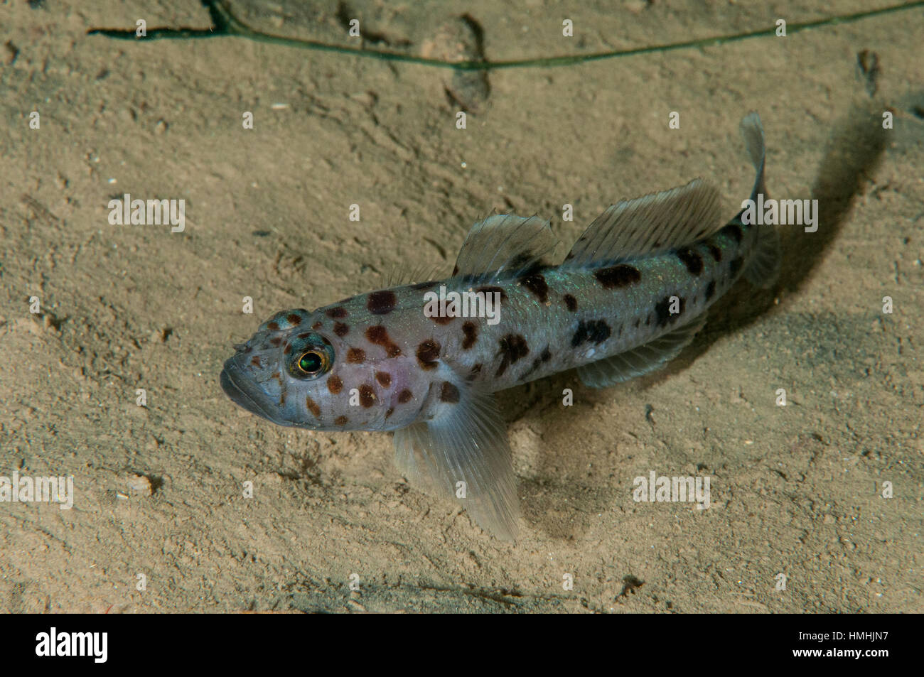 Leopard spotted hi-res stock photography and images - Alamy