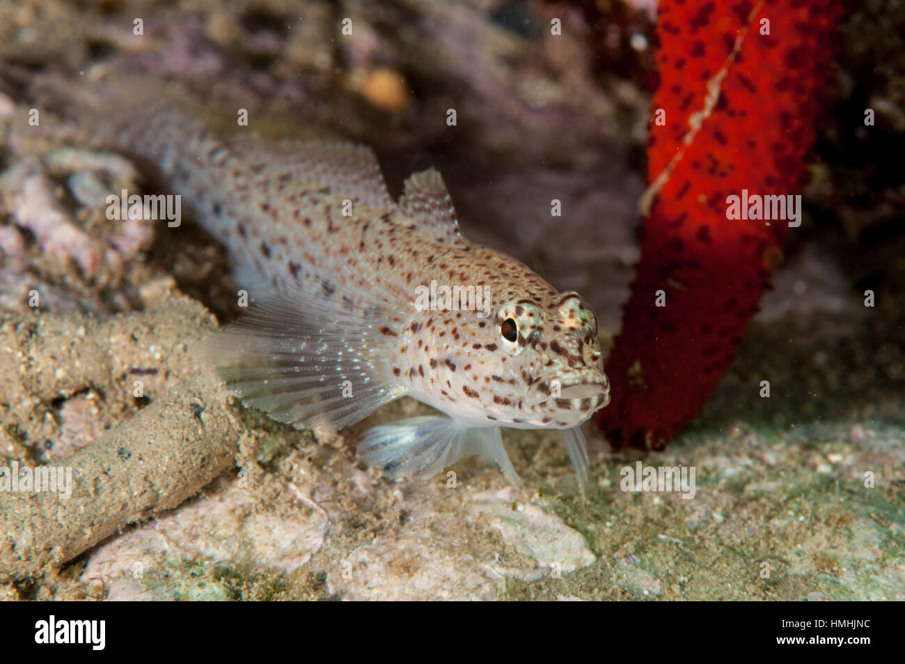 Gobius hi-res stock photography and images - Alamy