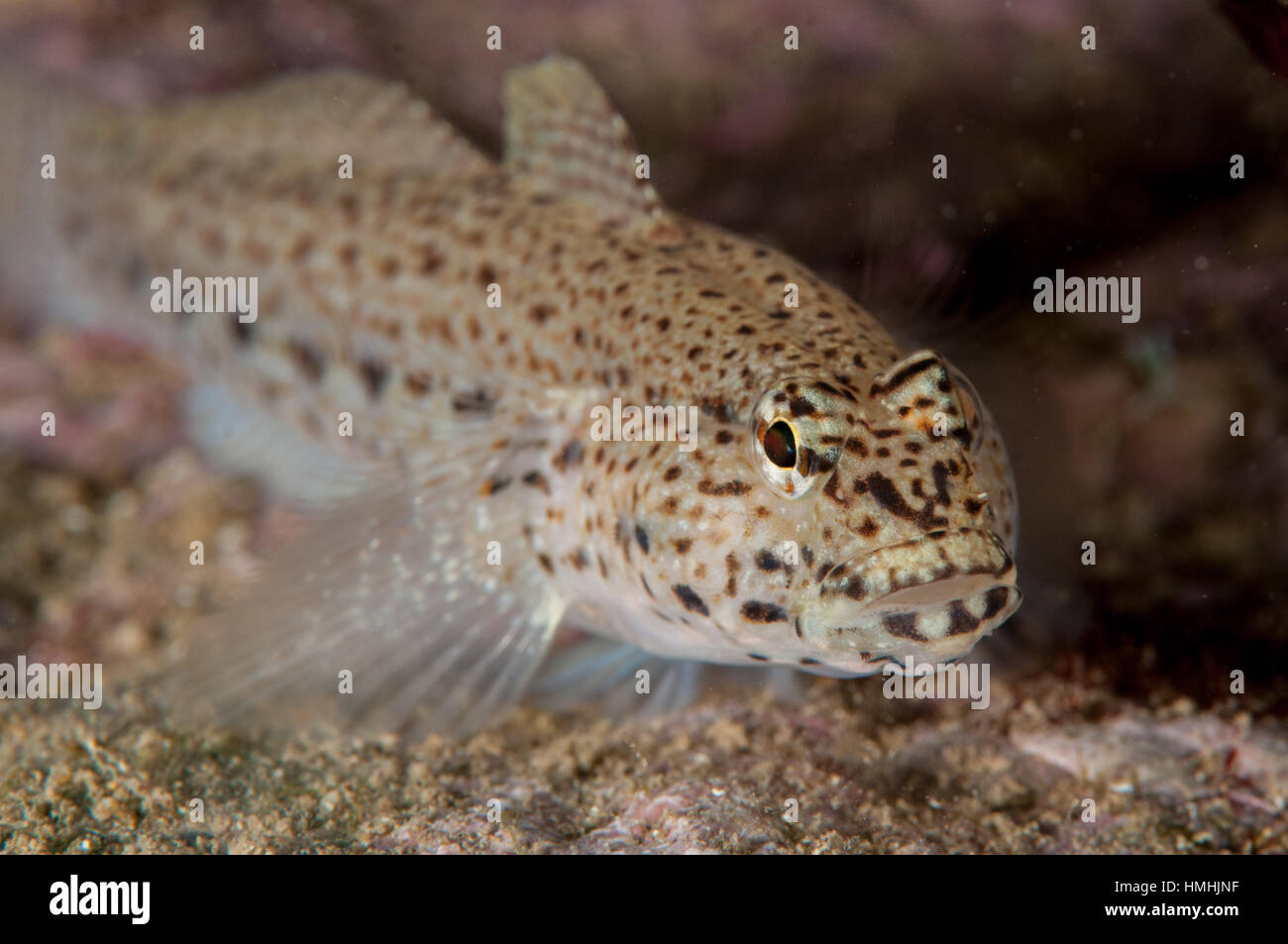 Bucchich's goby (Gobius bucchichi), l'Escala, Costa Brava, Girona ...