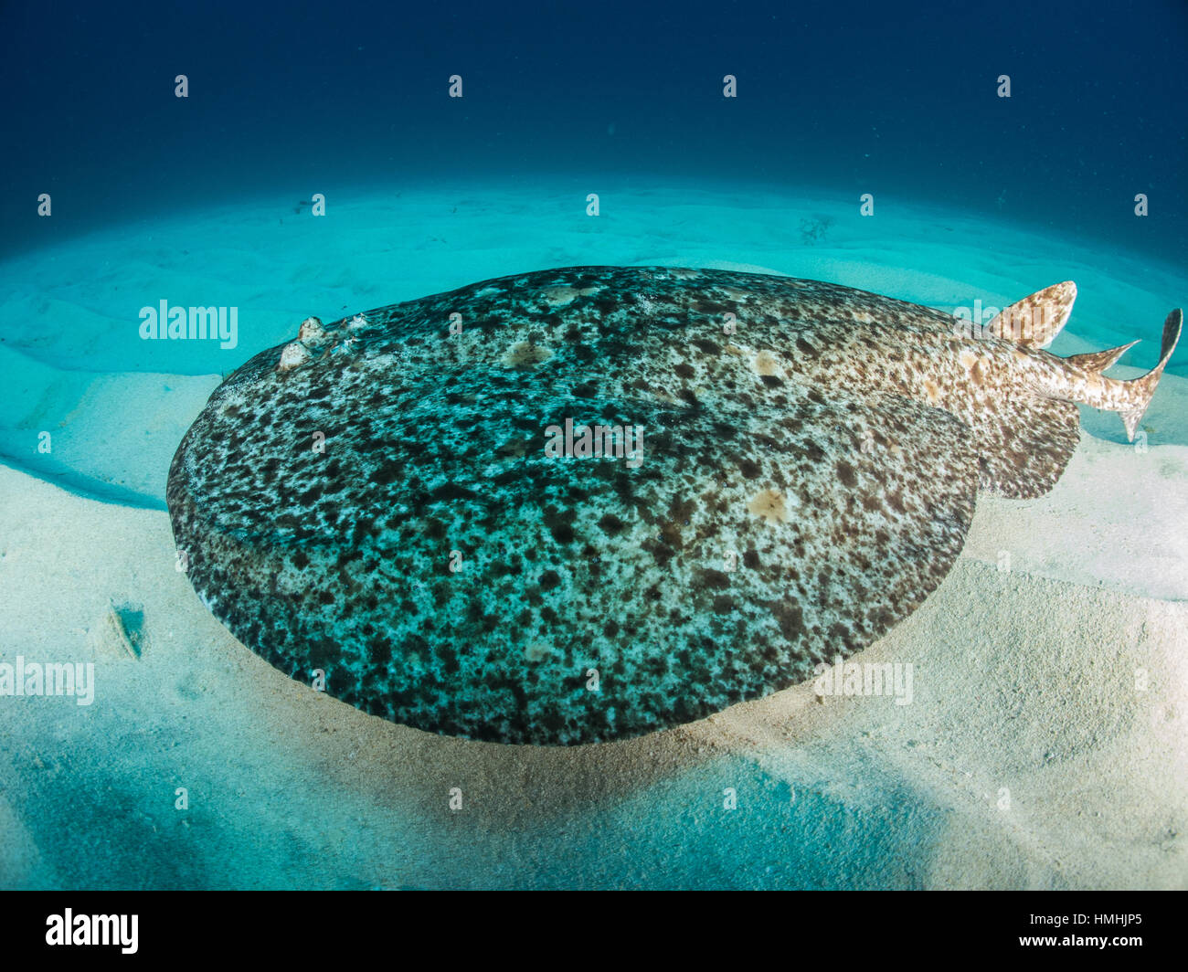 Torpedo marmorata hi-res stock photography and images - Alamy