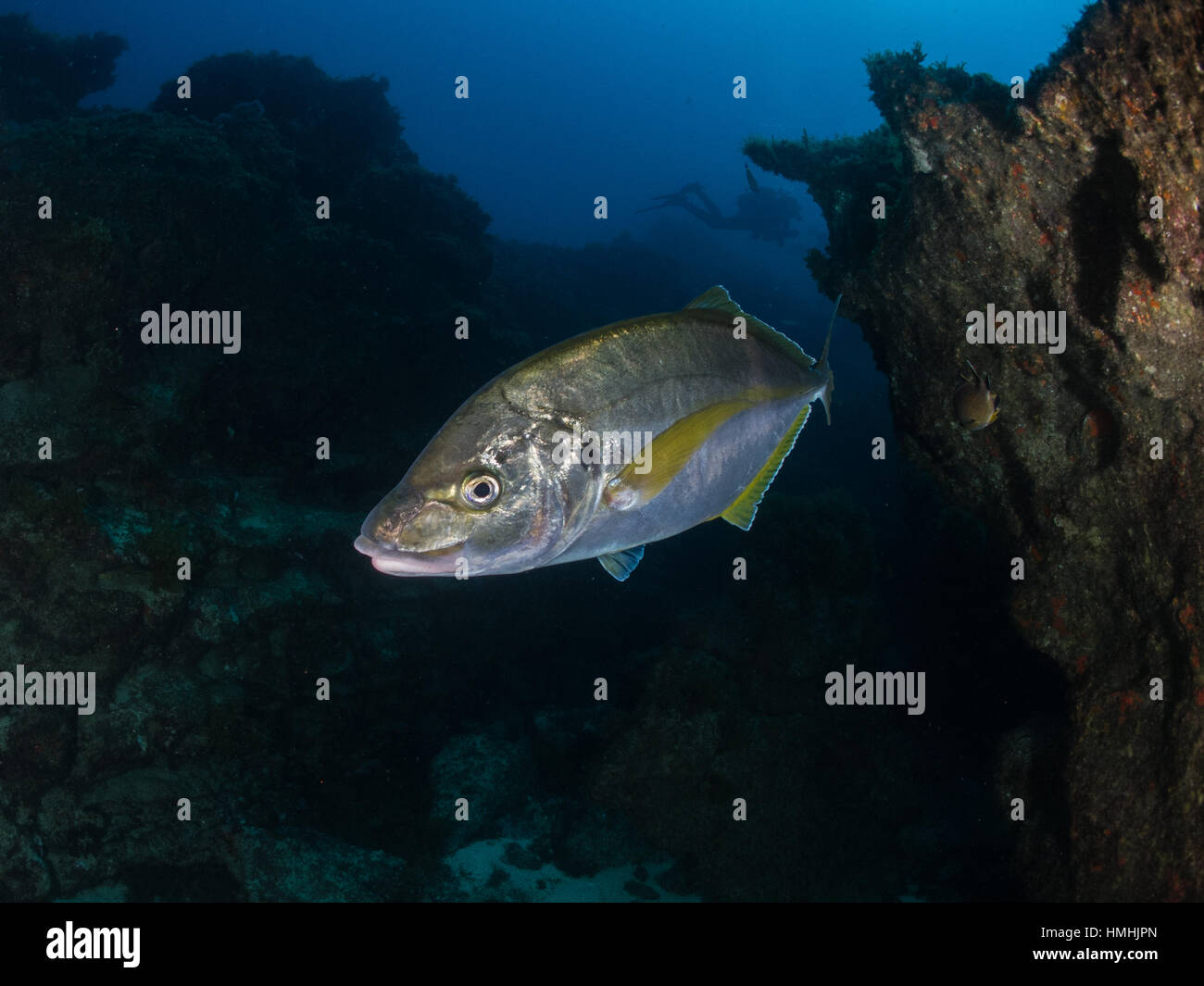 White trevally (Pseudocaranx dentex), La Graciosa, Lanzarote, Canary ...