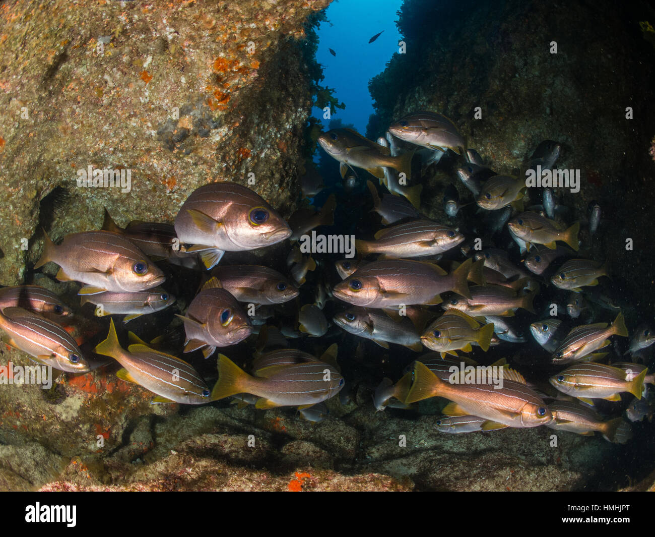 African grunt hi-res stock photography and images - Alamy