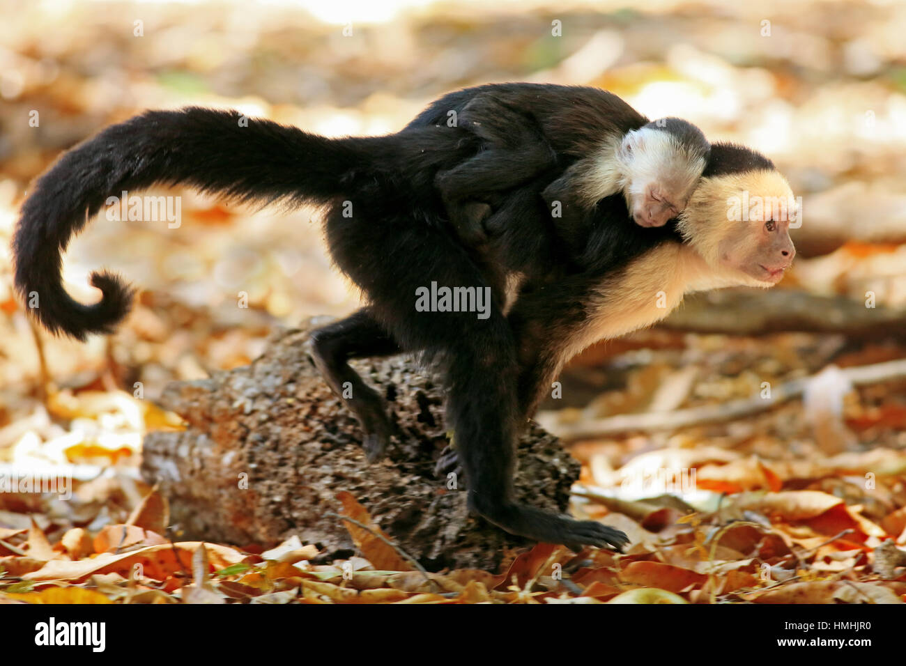 Female white faced capuchin hi-res stock photography and images - Alamy