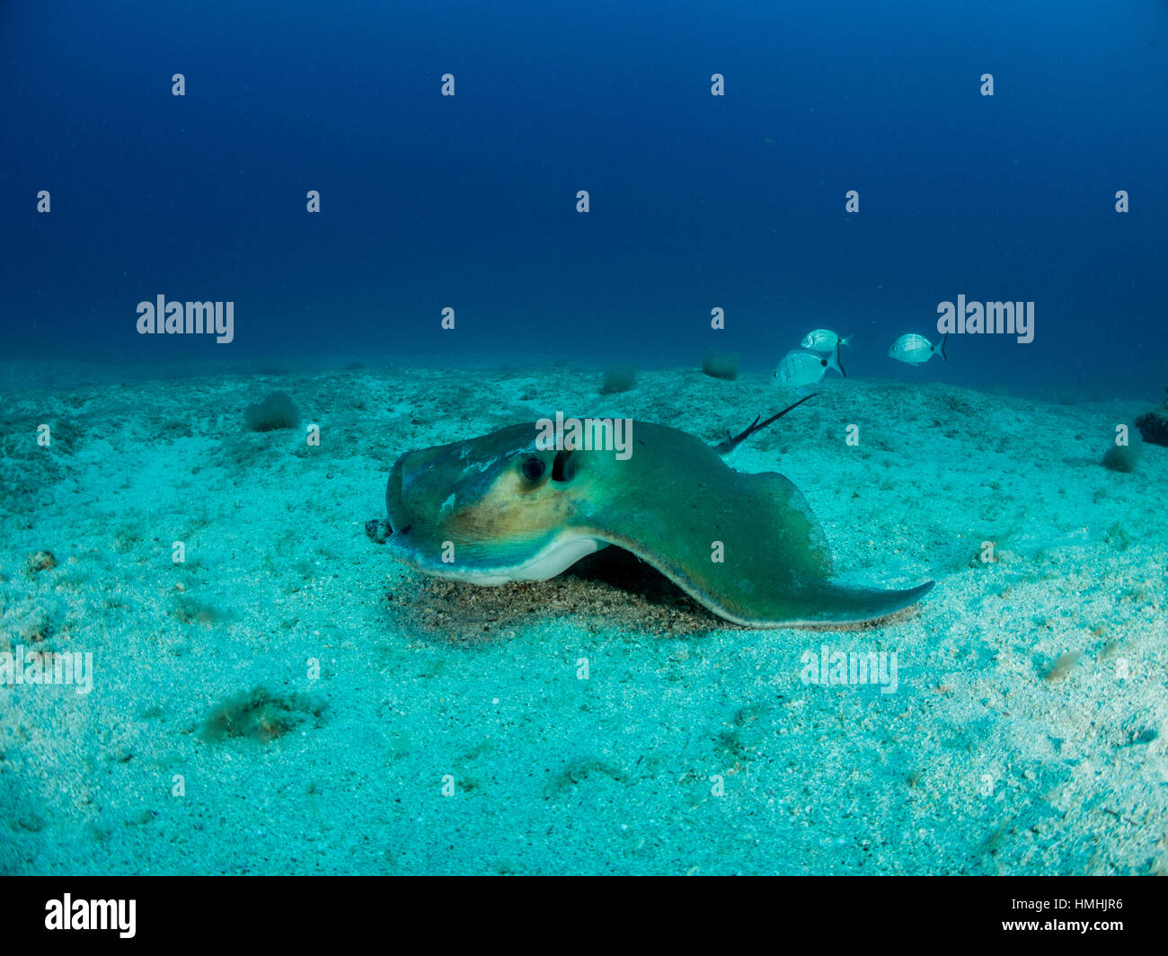 Common eagle ray (Myliobatis aquila), La Graciosa, Lanzarote, Canary ...