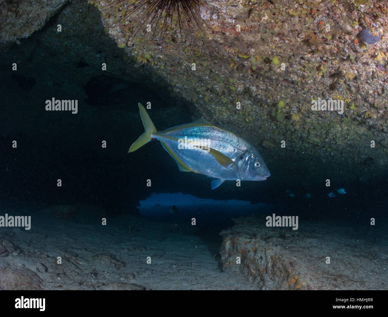 White trevally (Pseudocaranx dentex), La Graciosa, Lanzarote, Canary ...