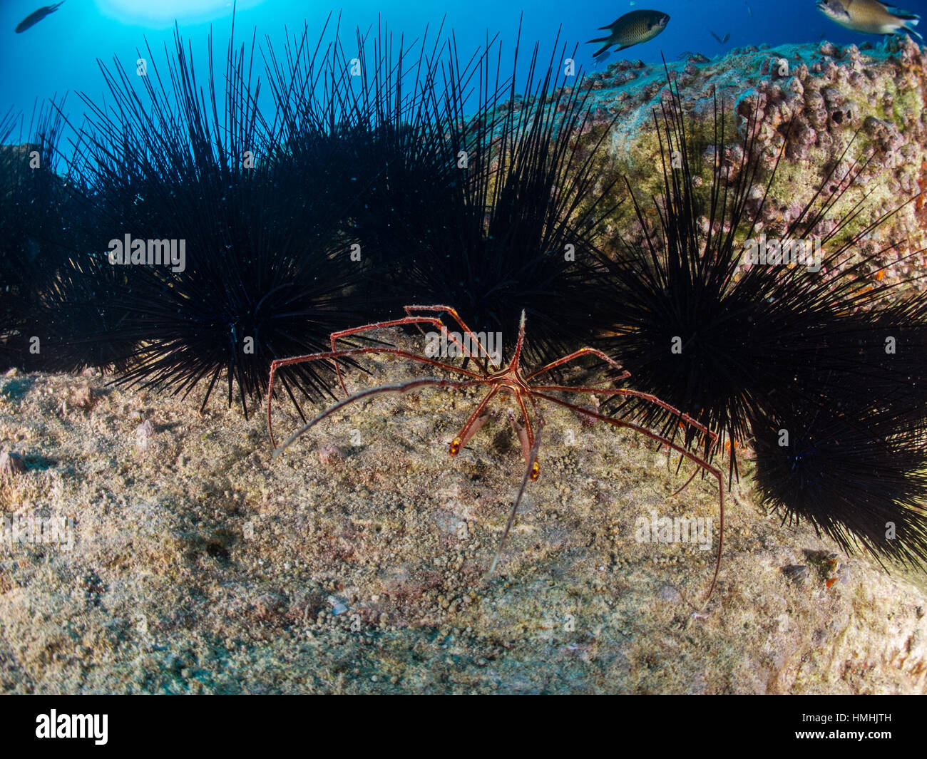 Eastern Atlantic Arrow Crab (Stenorhynchus lanceolatus), La Graciosa ...