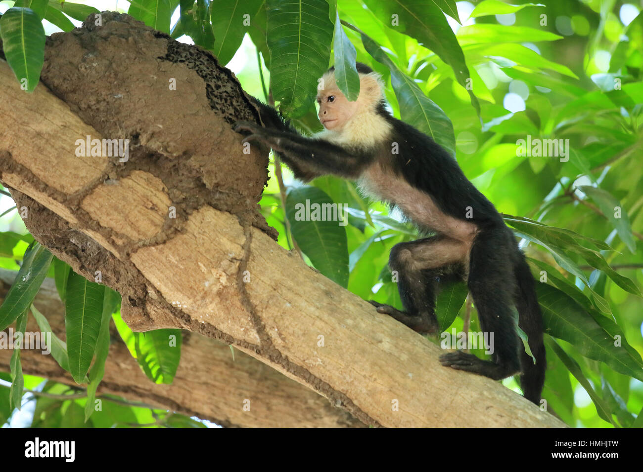 White-faced capuchin monkey (cebus capucinus) feeding at termite nest ...