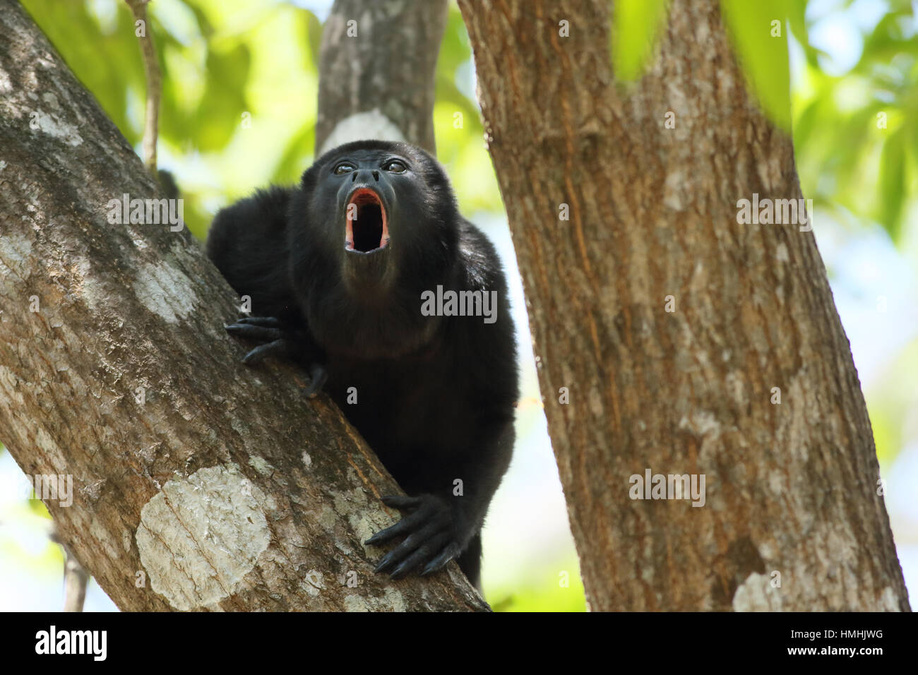 Alouatta palliata male howling hi-res stock photography and images - Alamy