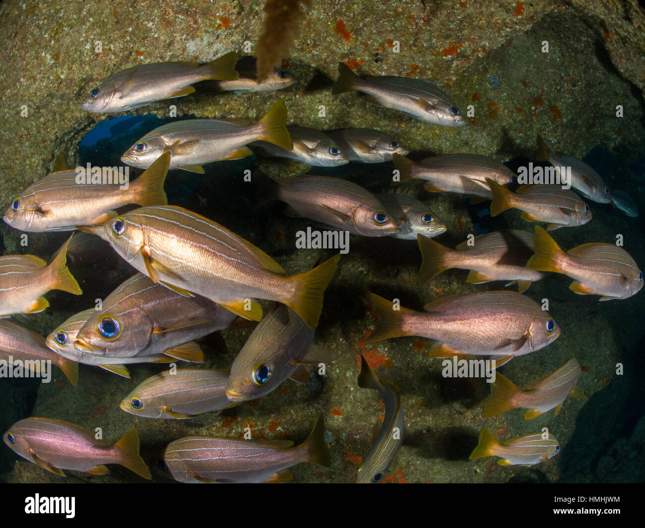 African striped grunt ( Parapristipoma octolineatum), La Graciosa ...
