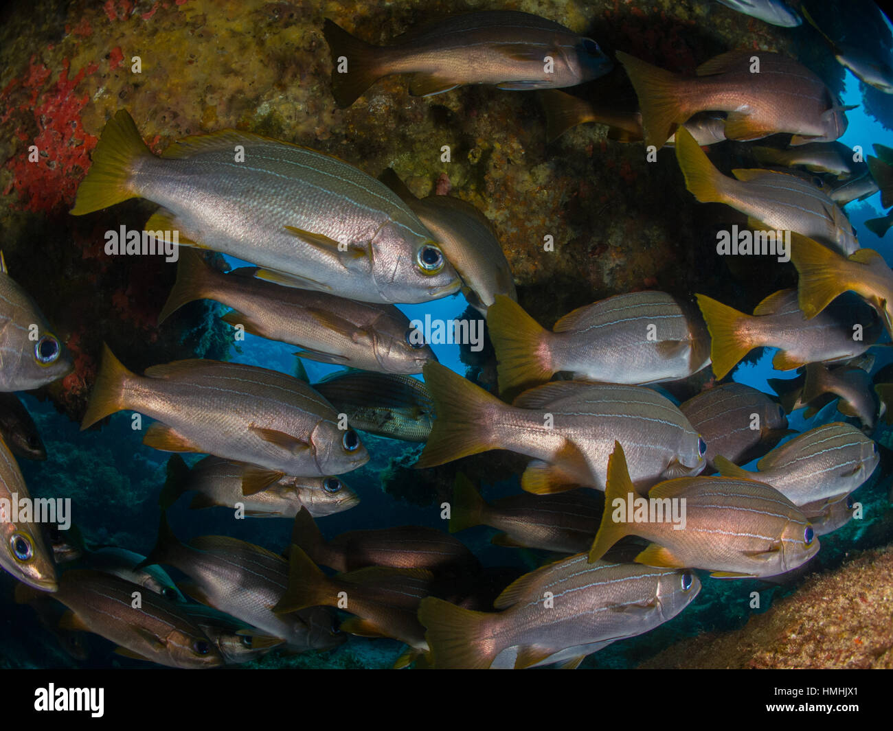 African striped grunt ( Parapristipoma octolineatum), La Graciosa ...