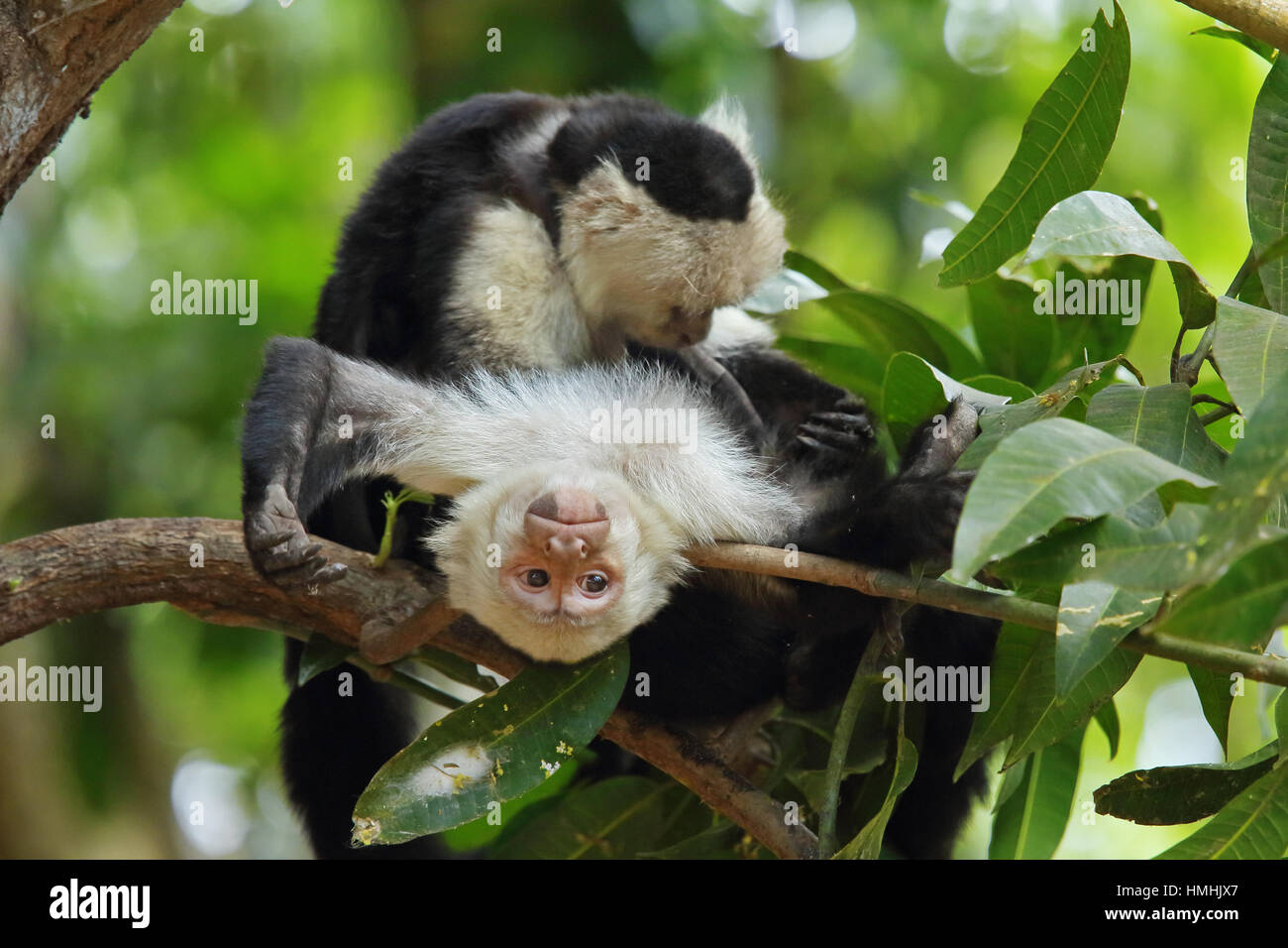 White-faced capuchin monkeys (cebus capucinus) grooming. Tropical dry ...