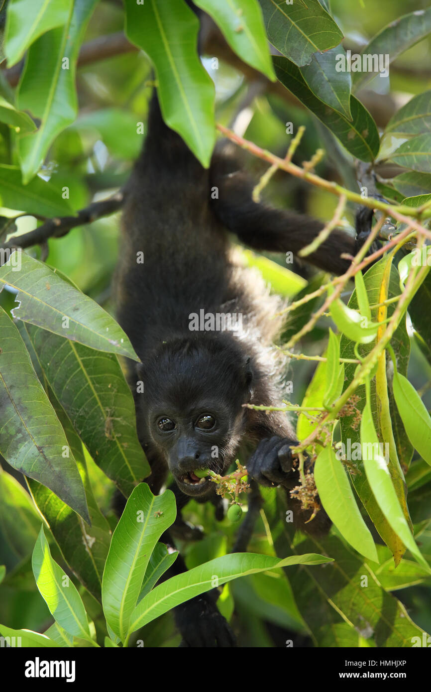 Mantled howler monkey (Alouatta palliata) feeding. Tropical dry forest ...