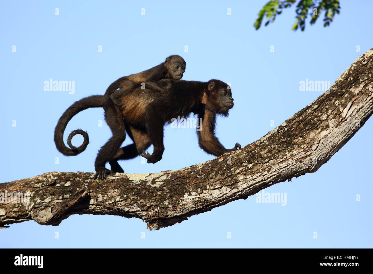 Mantled howler monkeys (Alouatta palliata) - mother and baby. Tropical ...