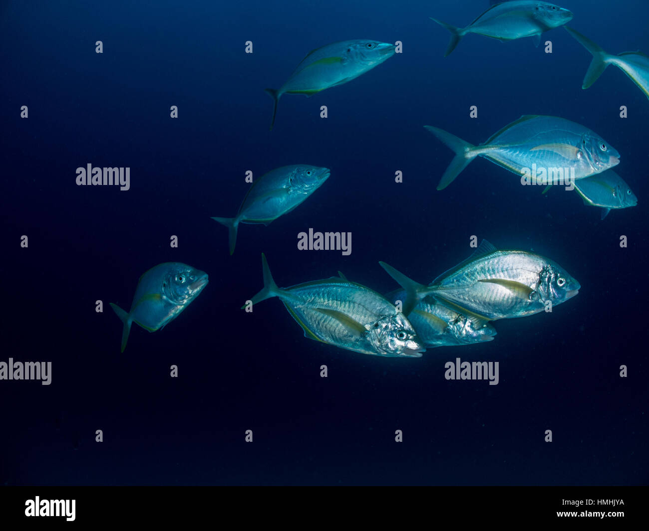 White trevally (Pseudocaranx dentex), La Graciosa, Lanzarote, Canary ...