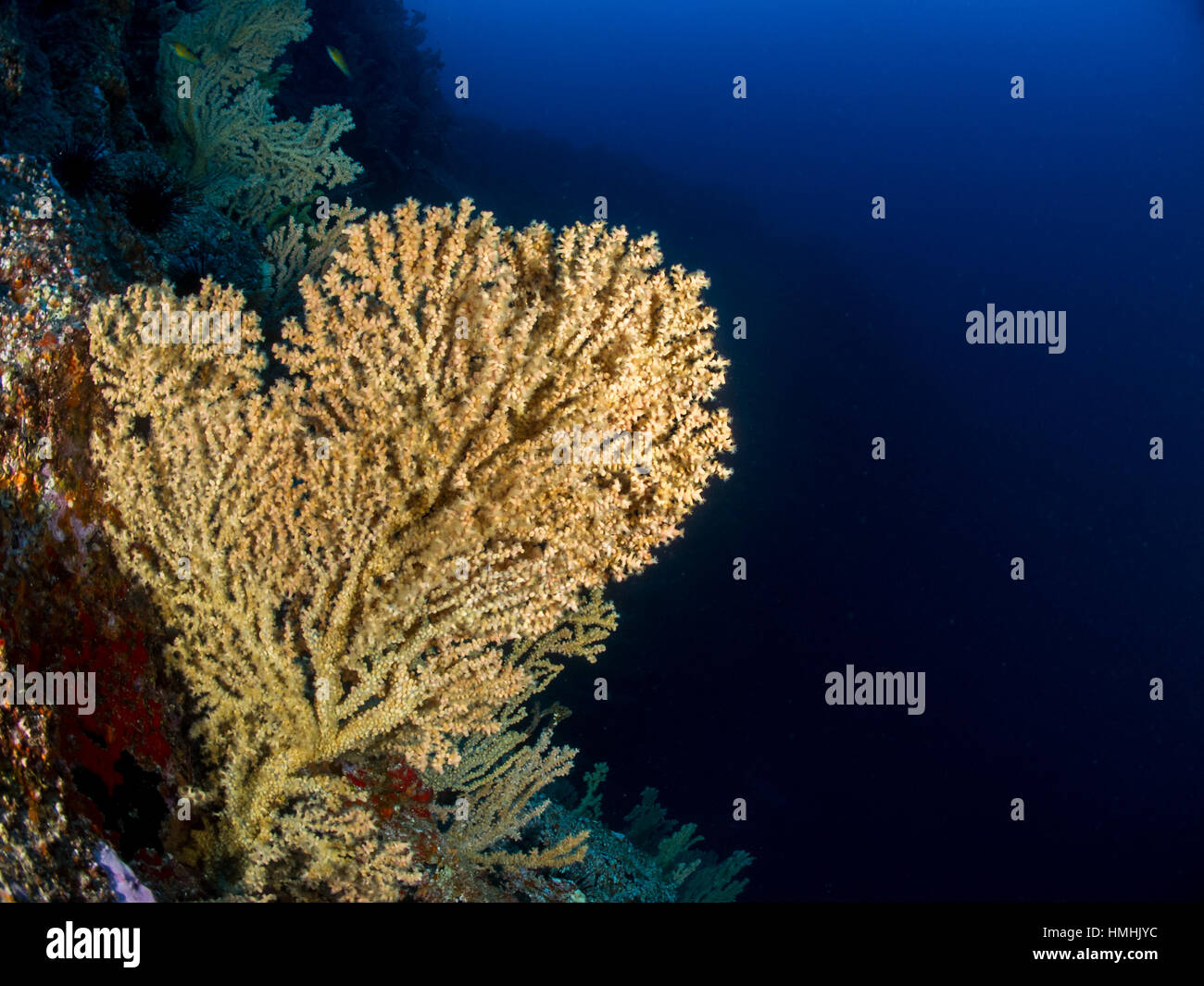 Gerardia hi-res stock photography and images - Alamy