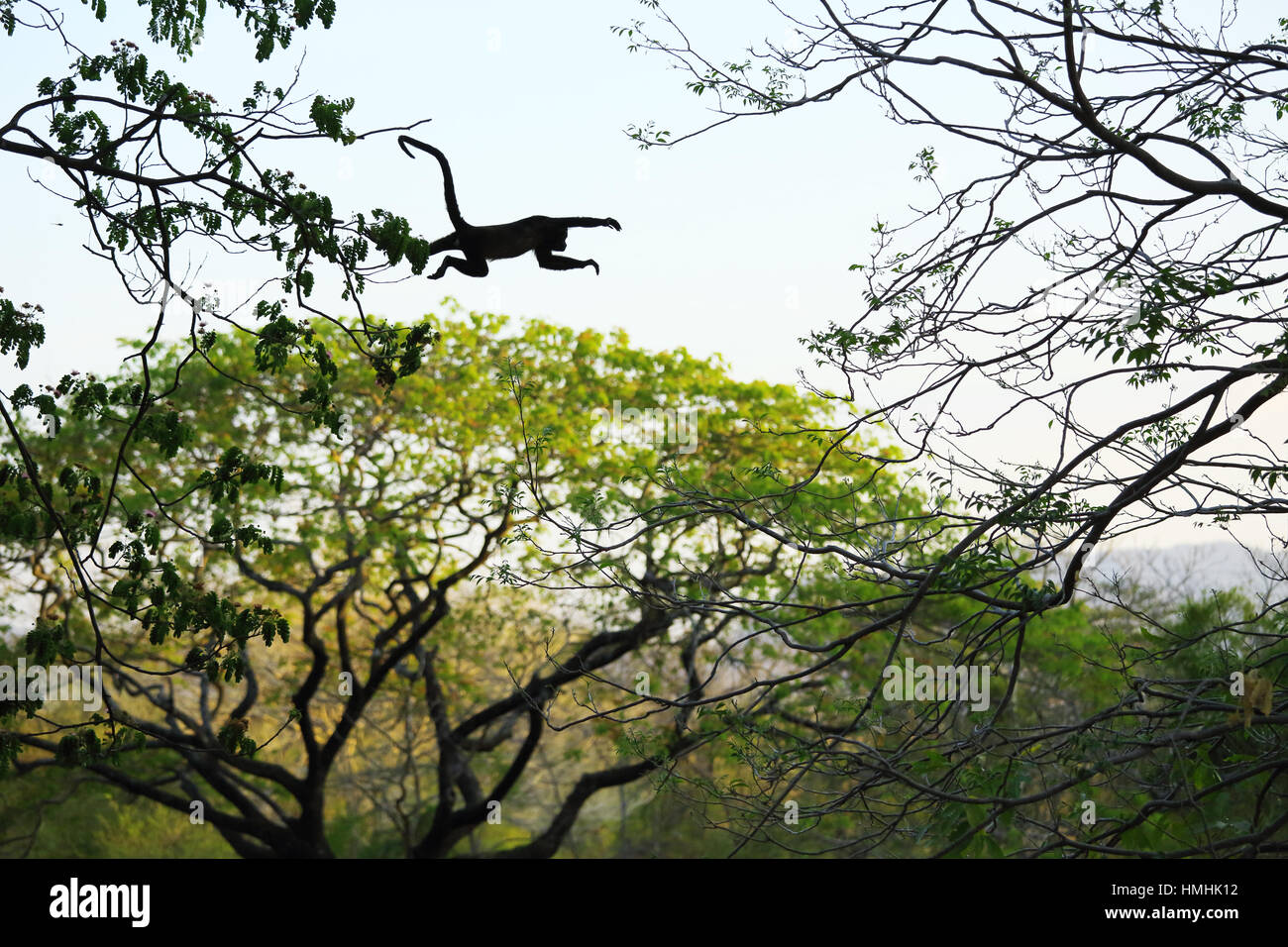 Mantled howler monkey (Alouatta palliata) jumping between trees ...