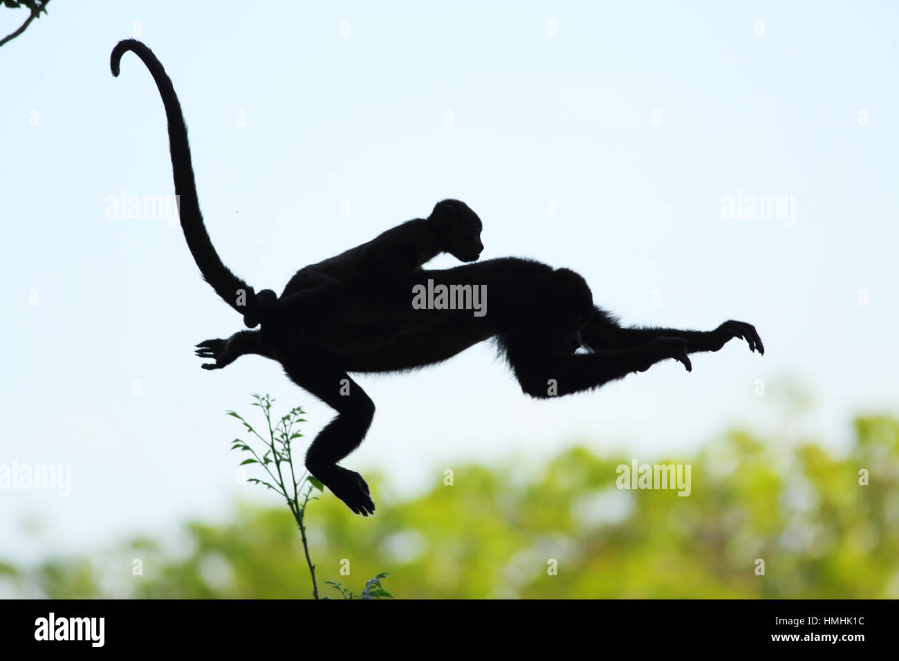 Mantled howler monkeys (Alouatta palliata) - mother and baby - jumping ...