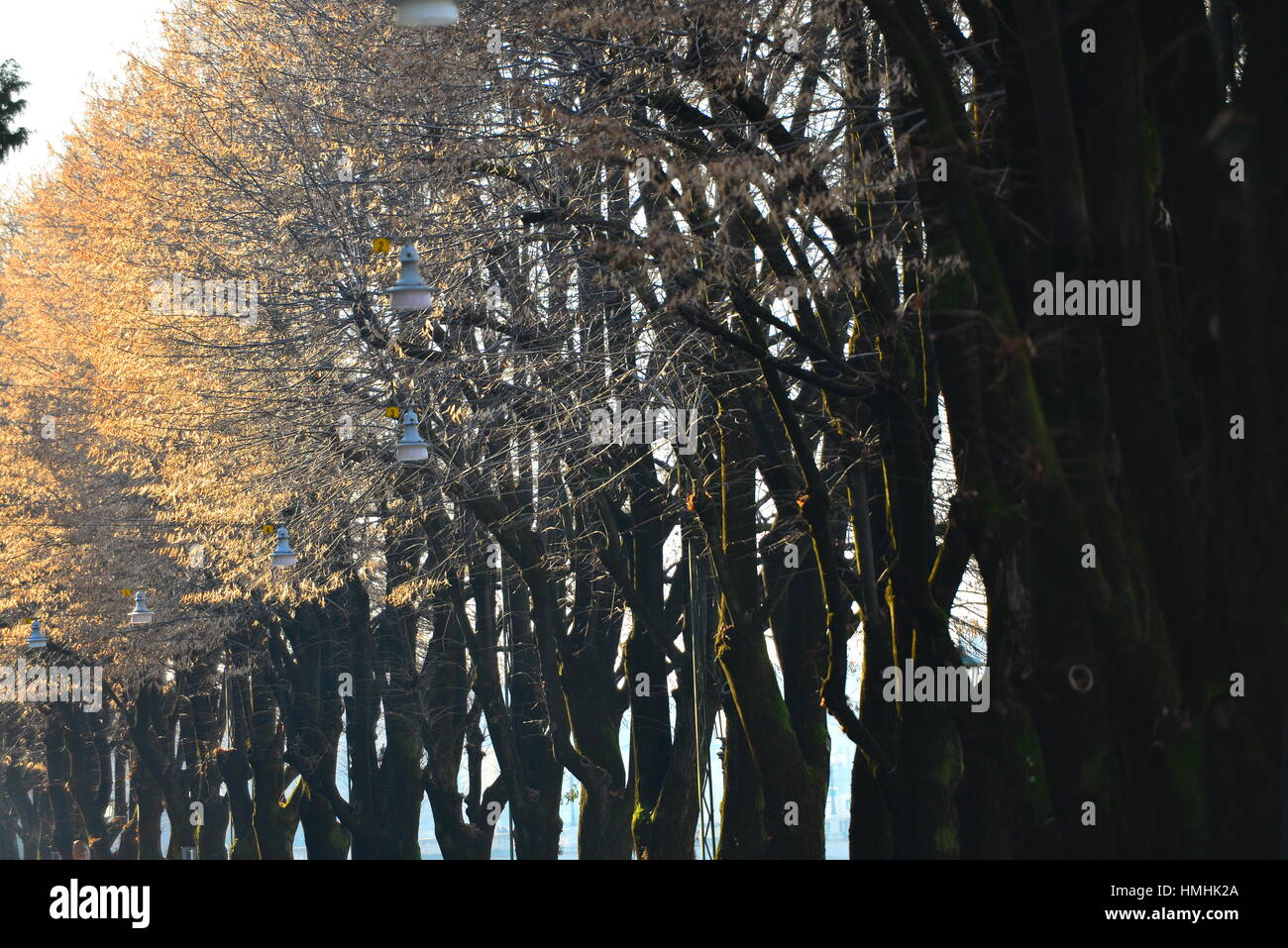 Golden sun light on trees hi-res stock photography and images - Alamy