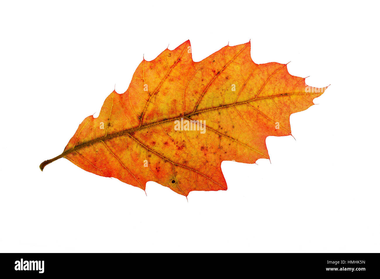 Turkey oak Quercus cerris individual leaf on lightbox Ringwood ...