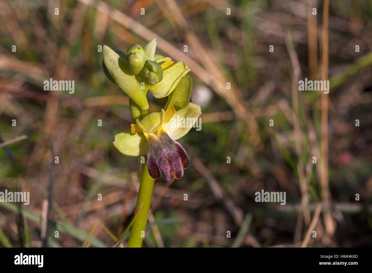 Ophrys ophrys fusca hi-res stock photography and images - Alamy