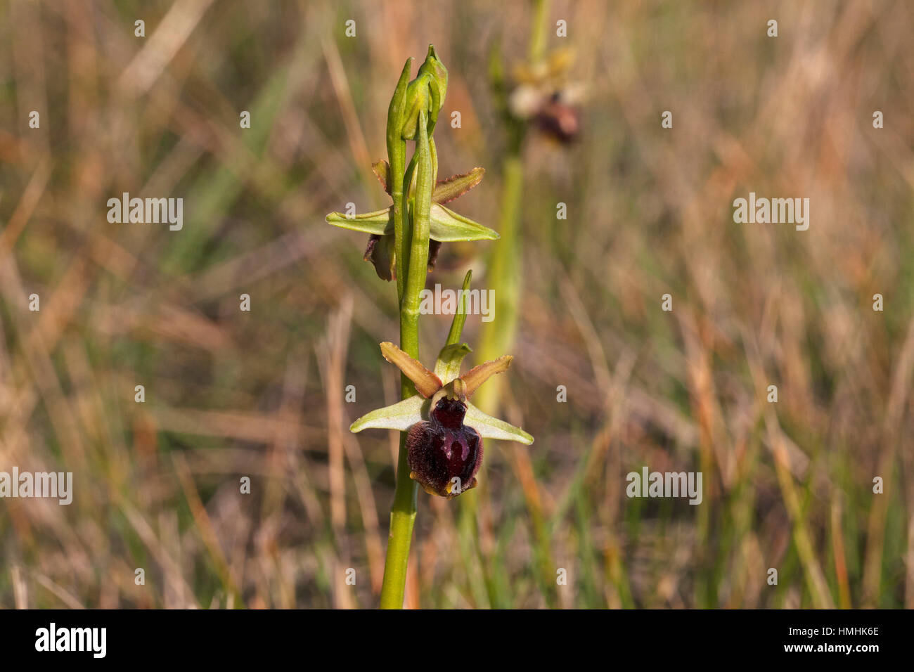 Early spider orchid Ophrys sphegodes on roadside verge near Orgon ...