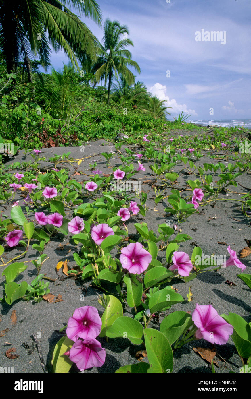 Beach Morning Glory flowers (Ipomoea pes-caprae). Early morning in ...