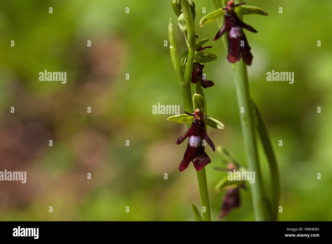 Fly orchid Ophrys insectifera in woodland Chappetts Copse Hampshire and ...