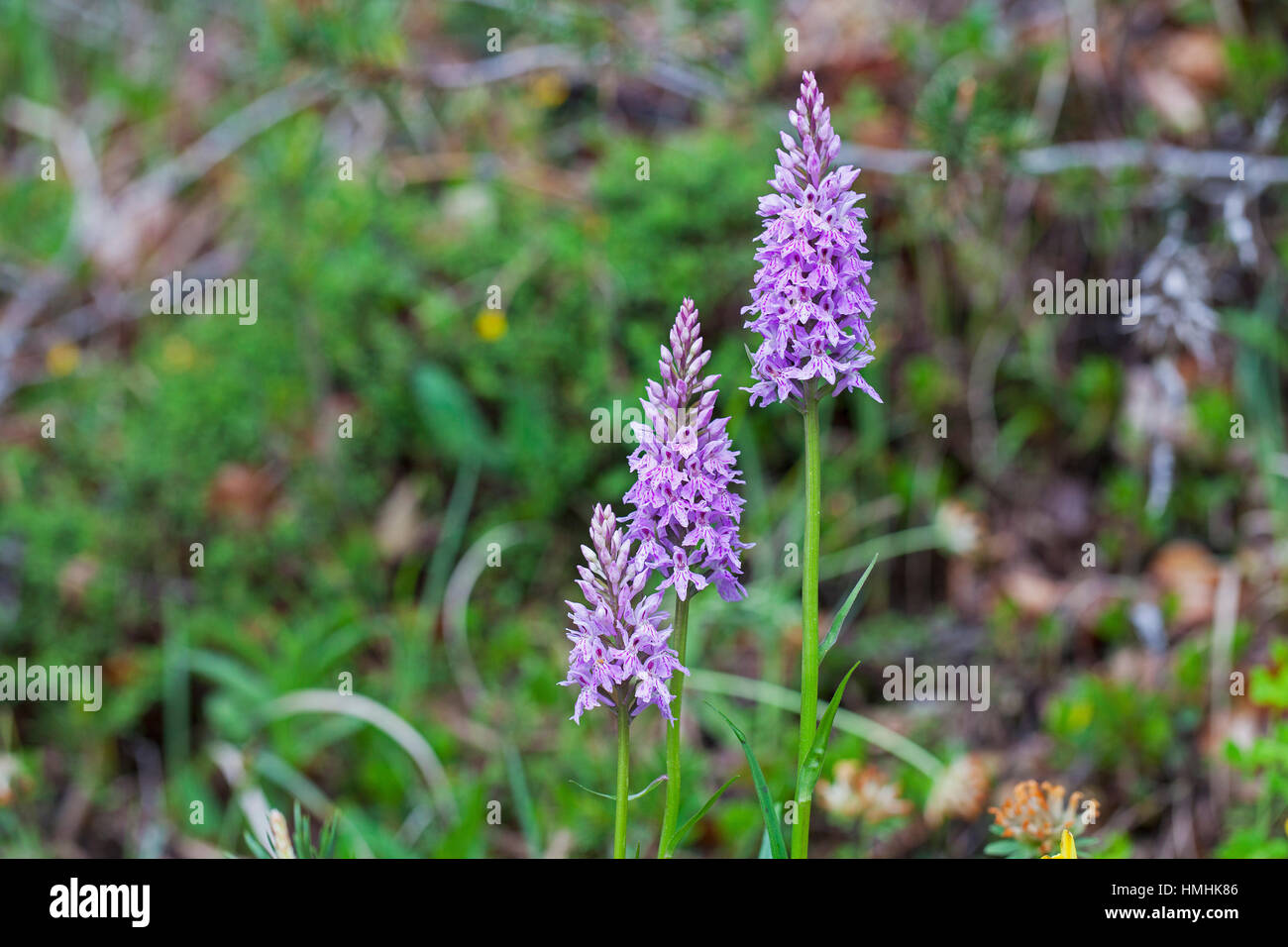Common spotted orchid Dactylorhiza fuchsii in mixed woodland Chappetts ...