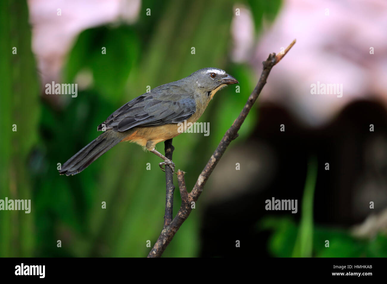 Greyish Saltator/(Saltator coerulescens), on tree, Pantanal, Mato ...