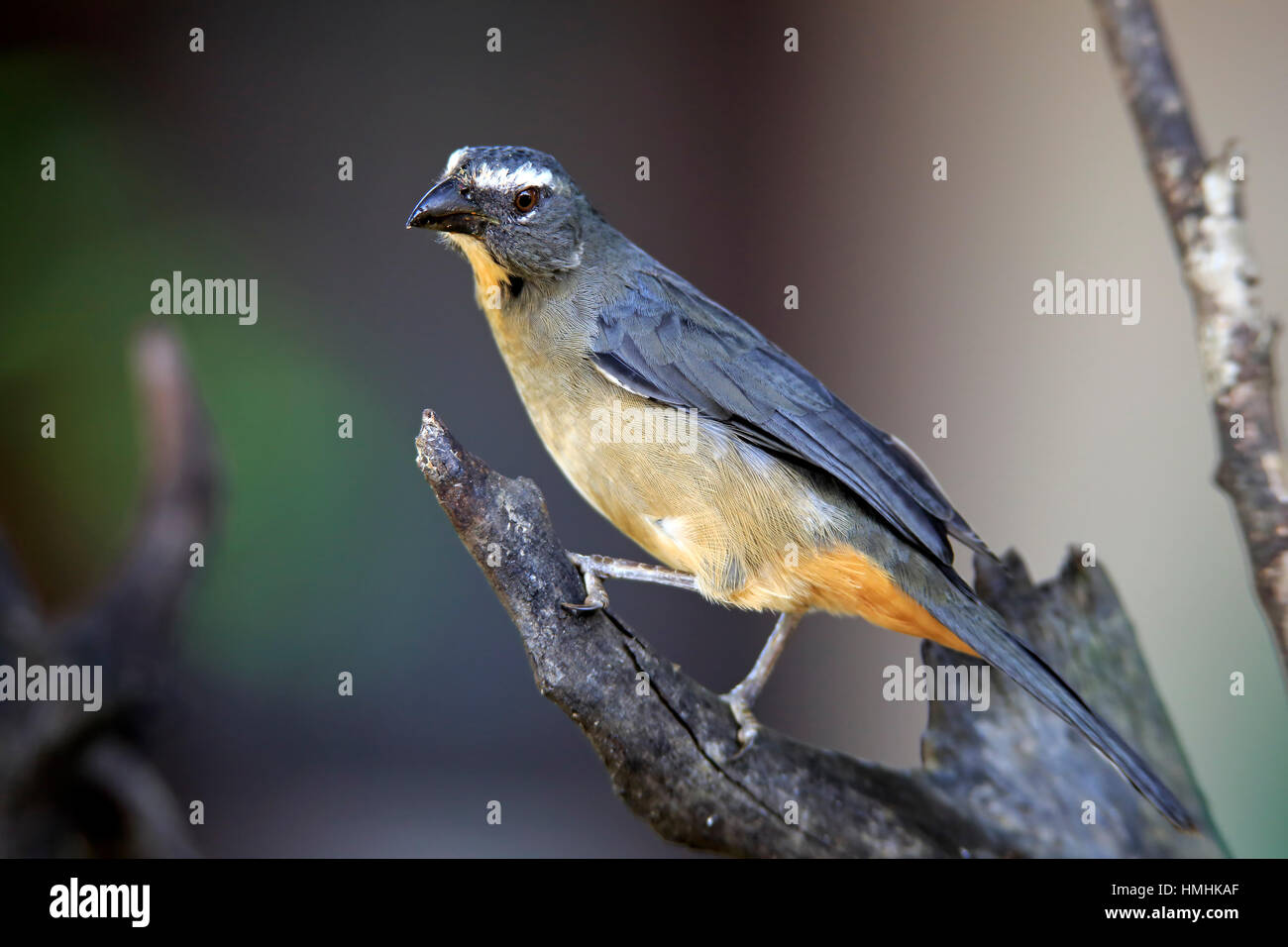 Greyish Saltator/(Saltator coerulescens), on tree, Pantanal, Mato ...
