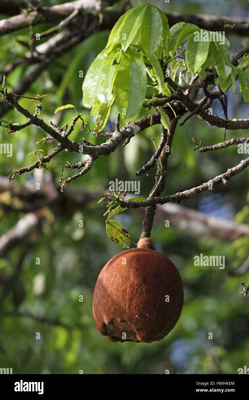 Guiana Chestnut tree (Pachira aquatica) in fruit next to natural ...