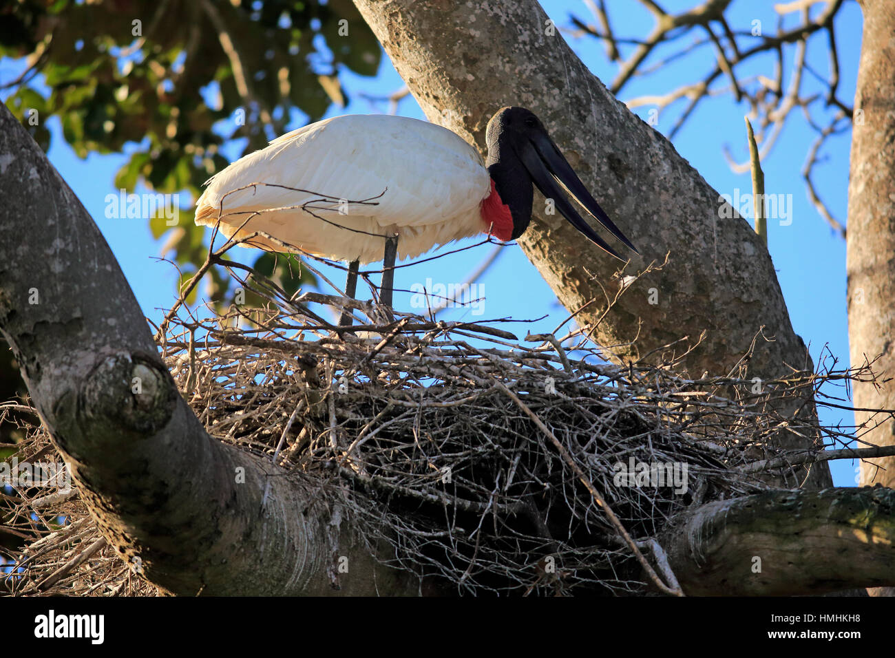 Jabiru on nest hi-res stock photography and images - Alamy
