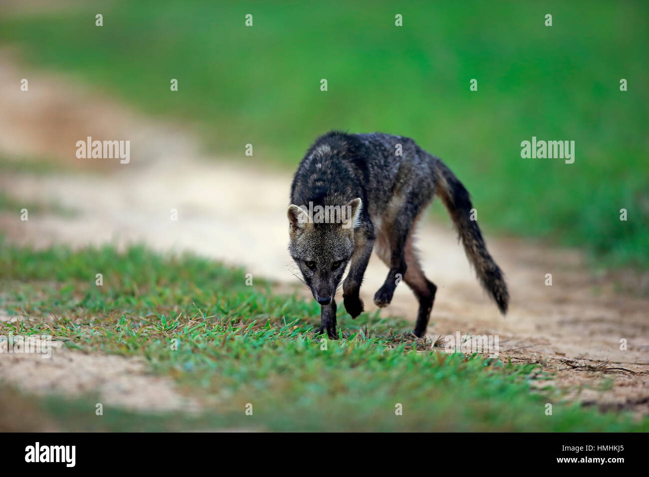 Crab-Eating Fox, (Cerdocyon thous), adult stalking, Pantanal, Mato ...