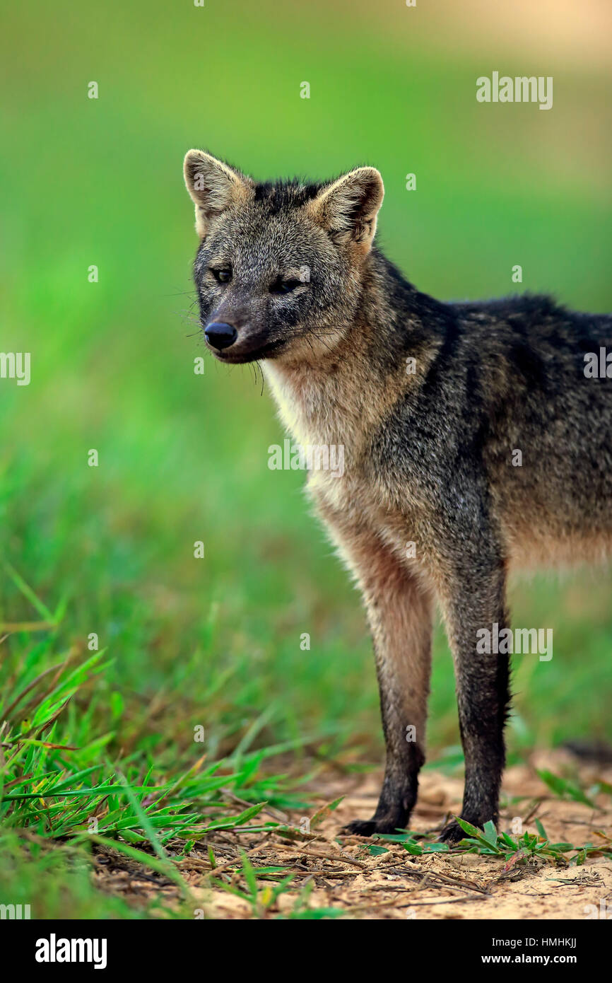 Crab eating fox cerdocyon thous hi-res stock photography and images - Alamy