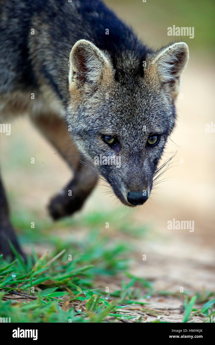 Crab-Eating Fox, (Cerdocyon thous), adult stalking, portrait, Pantanal ...