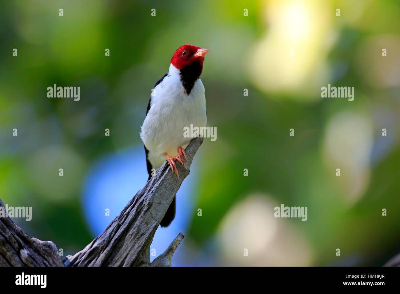 Yellow billed cardinals paroaria capitata hi-res stock photography and ...