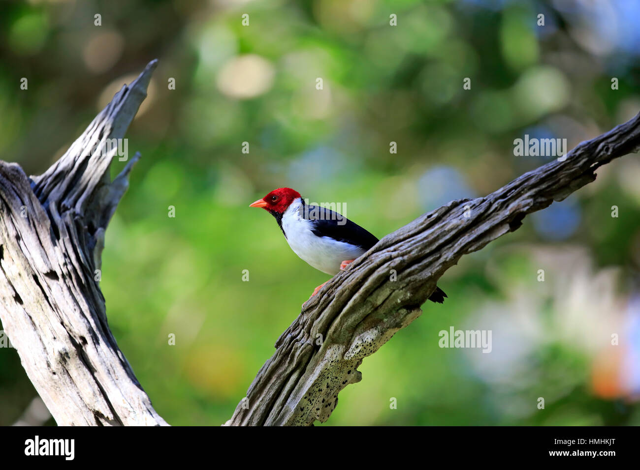Yellow-Billed Cardinal, (Paroaria capitata), adult on branch, Pantanal ...